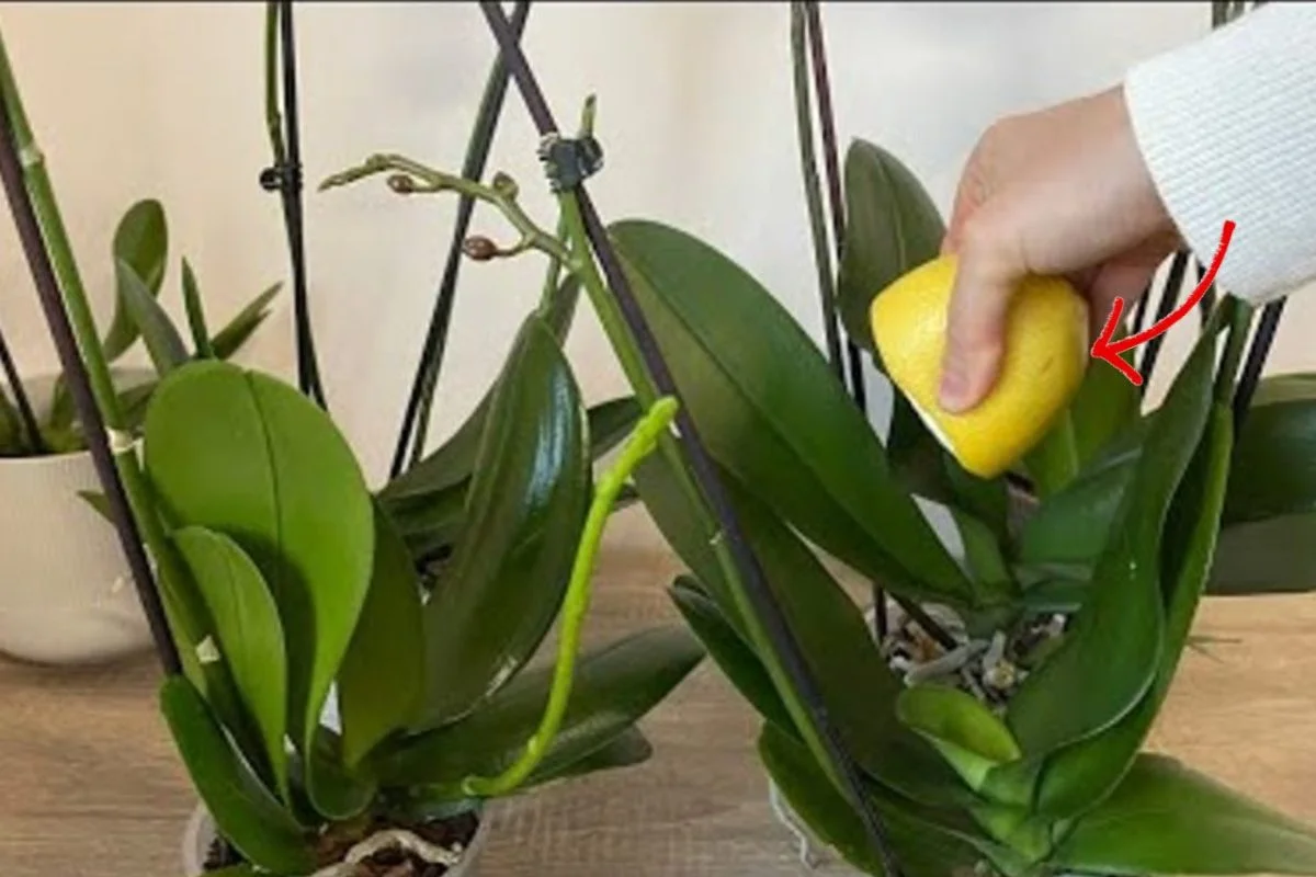 Orchideen: Der Trick der Floristen für eine üppige Blüte und glänzende ...