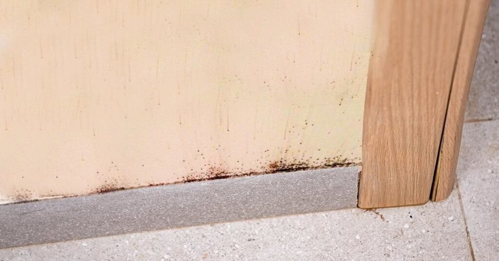 Wie du Spuren von Bettwanzen an der Wand erkennst und effektiv ...